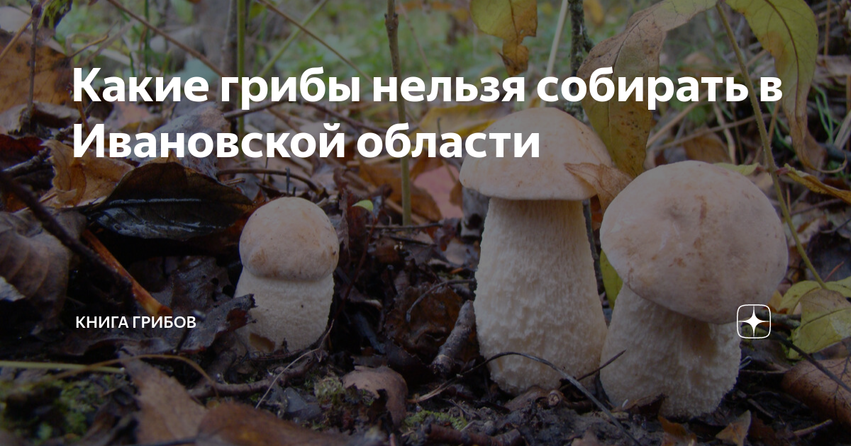 Какие грибы нельзя собирать в Ивановской области Книга Грибов Дзен