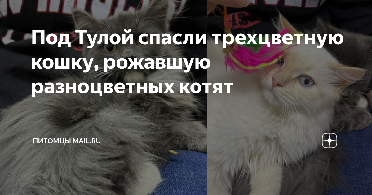 Под Тулой спасли трехцветную кошку, рожавшую разноцветных котят ...