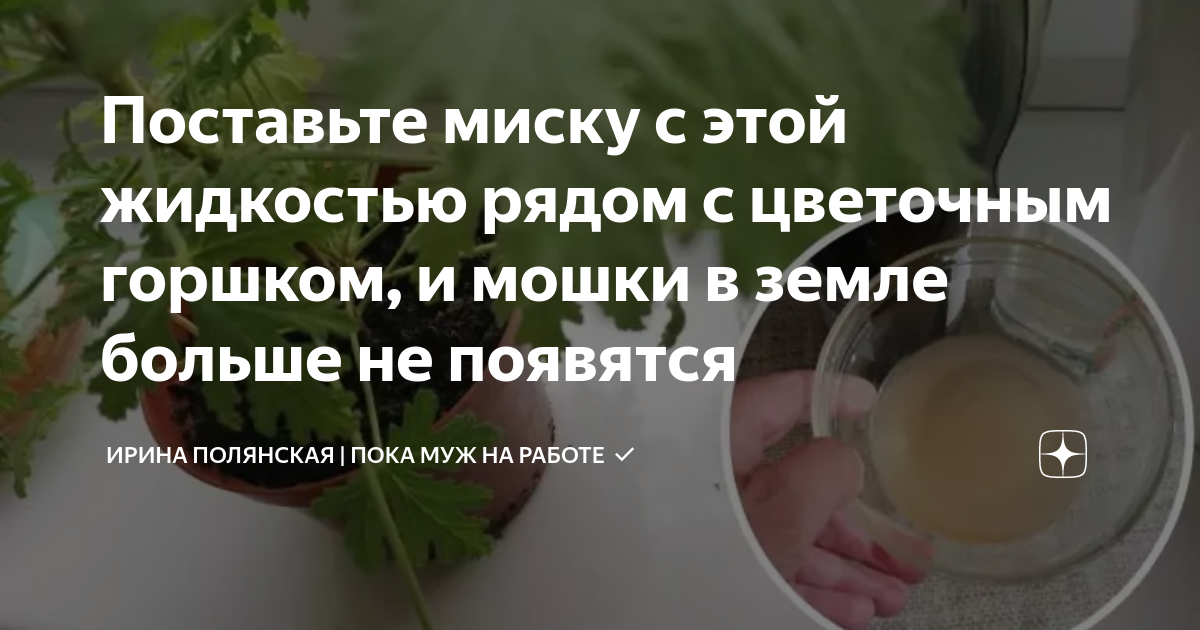Поставьте миску с этой жидкостью рядом с цветочным горшком, и мошки в ...
