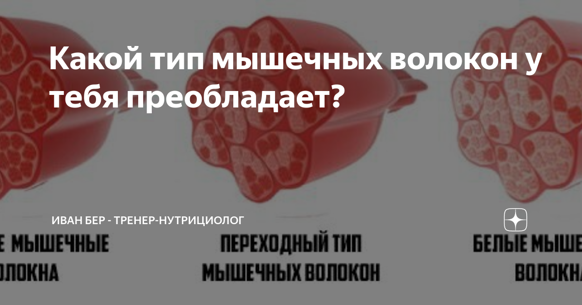 Какой тип мышечных волокон у тебя преобладает? | Иван Бер - тренер ...