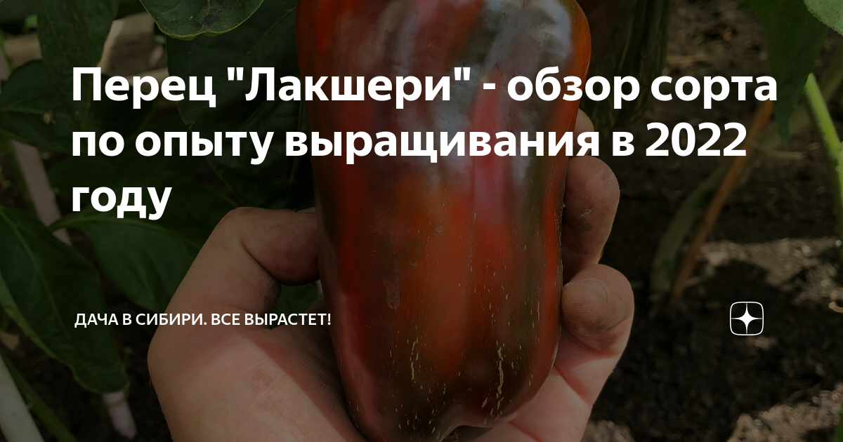 Перец "Лакшери" - обзор сорта по опыту выращивания в 2022 году | Дача в ...
