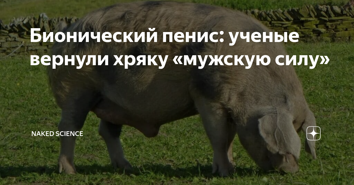 Бионический пенис: ученые вернули хряку «мужскую силу» | Naked Science ...