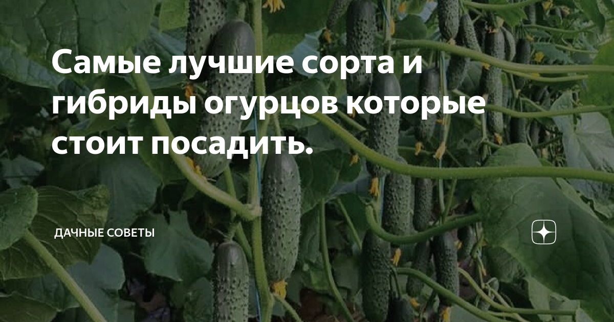 Самые лучшие сорта и гибриды огурцов которые стоит посадить. | Дачные ...