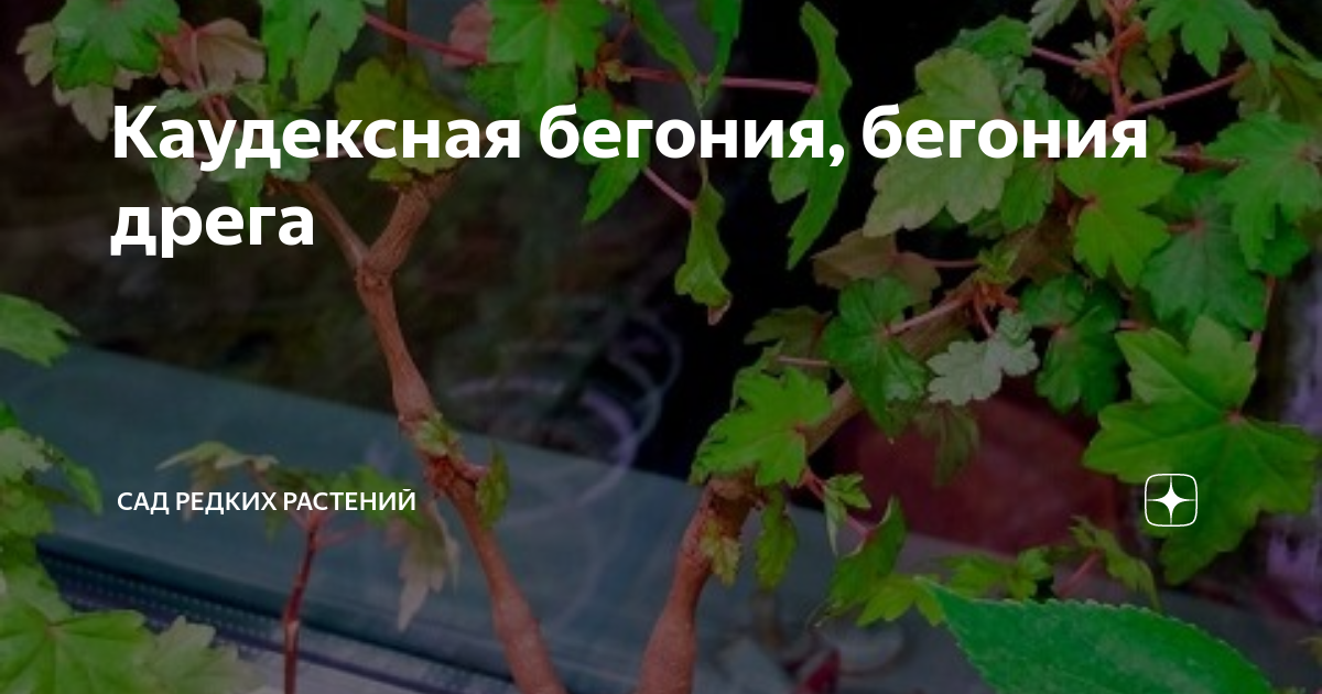 Каудексная бегония, бегония дрега | Сад редких растений | Дзен