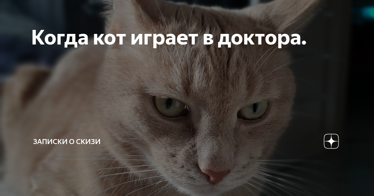 Когда кот играет в доктора. | Записки о Скизи | Дзен