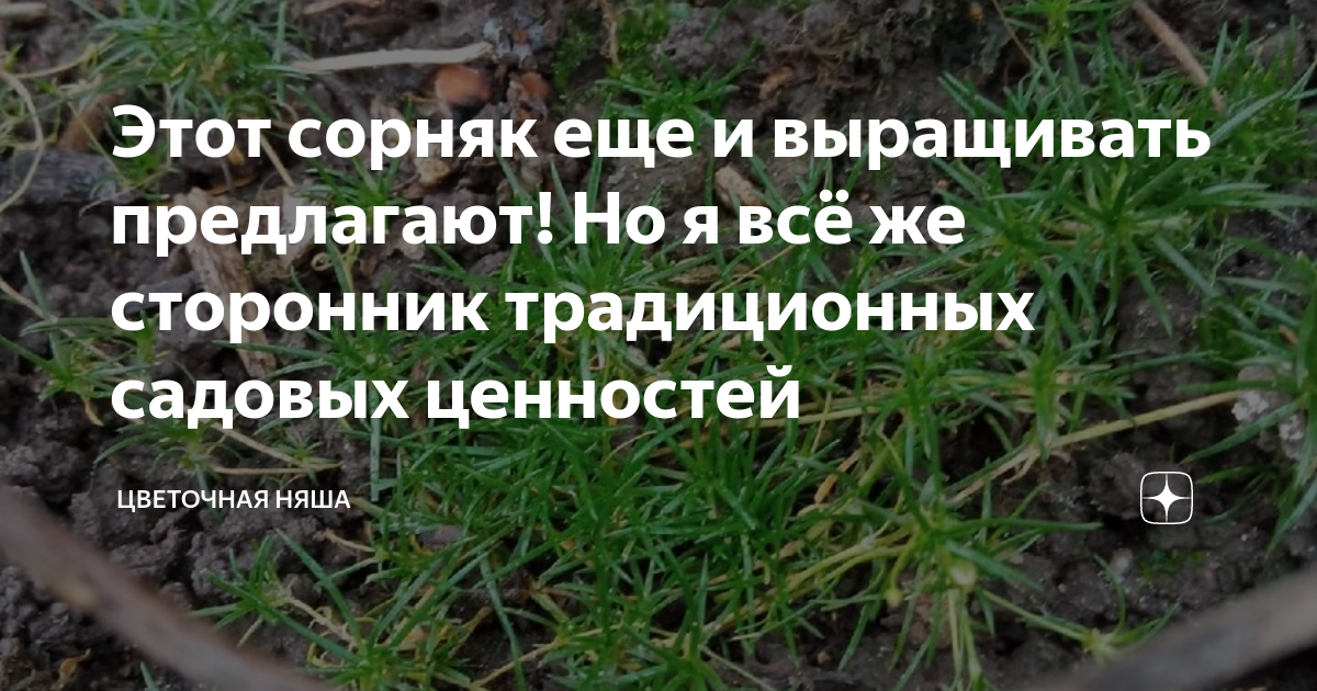 Этот сорняк еще и выращивать предлагают! Но я всё же сторонник ...