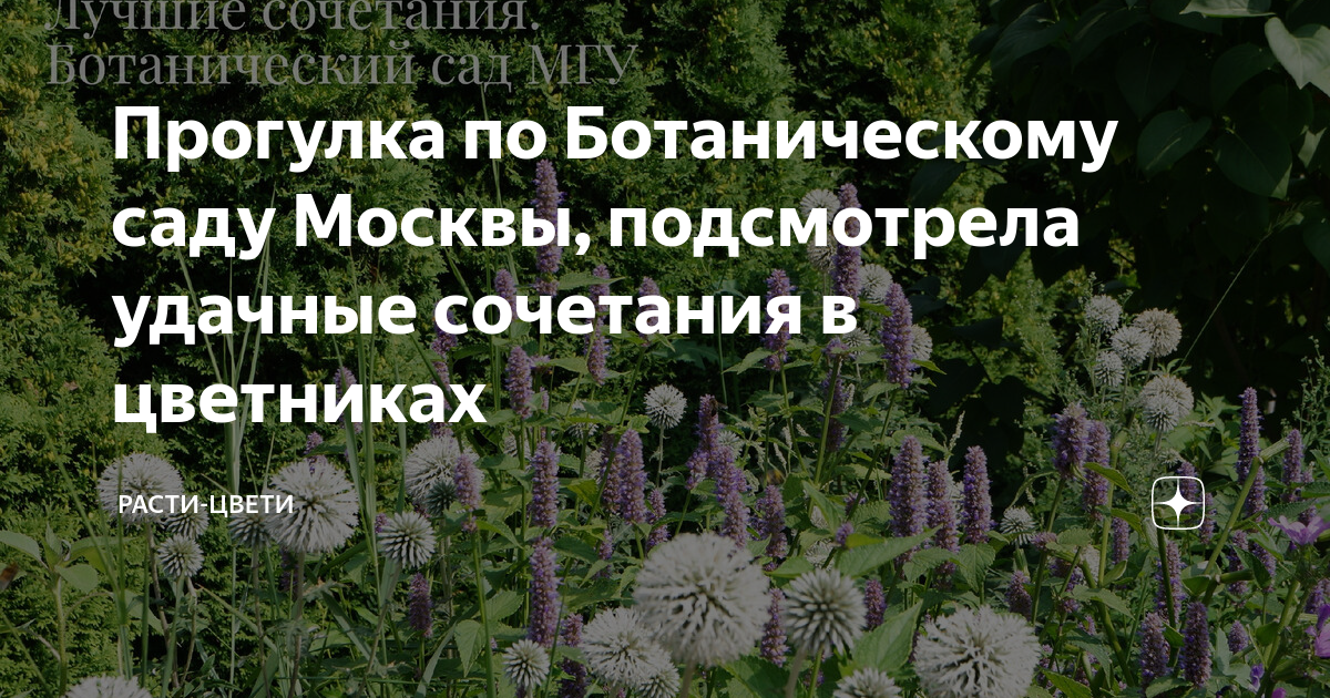 Прогулка по Ботаническому саду Москвы подсмотрела удачные сочетания в