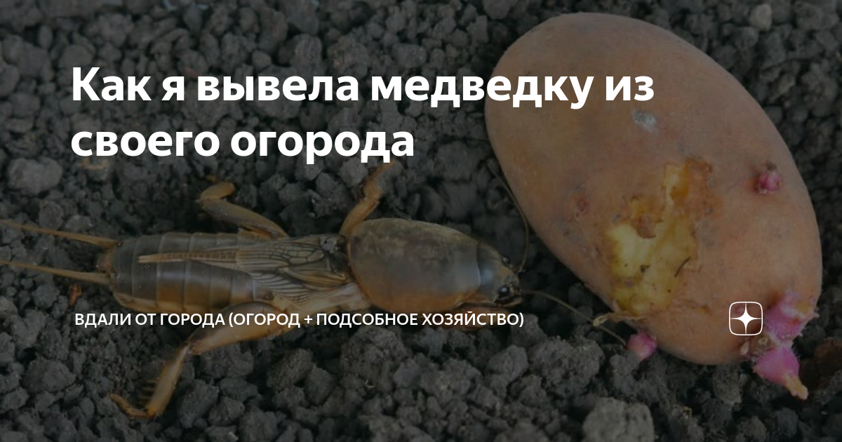 Как я вывела медведку из своего огорода | Вдали от города (огород ...