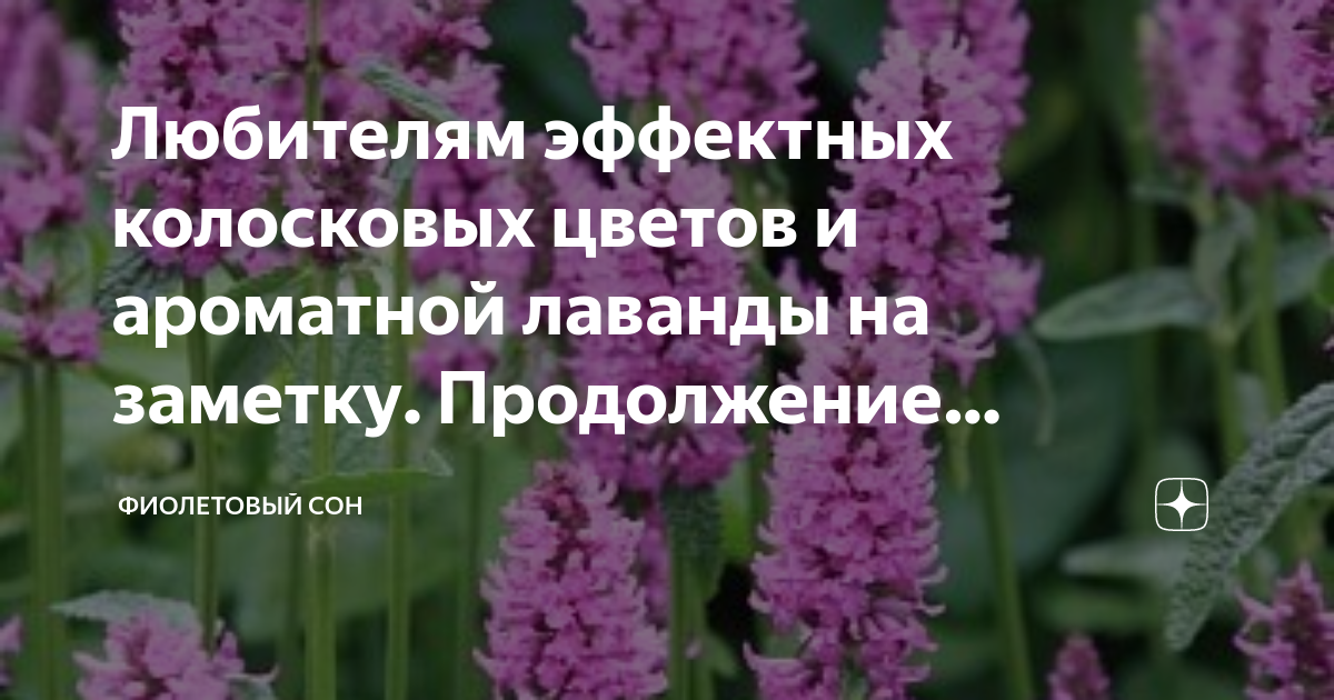 Любителям эффектных колосковых цветов и ароматной лаванды на заметку ...