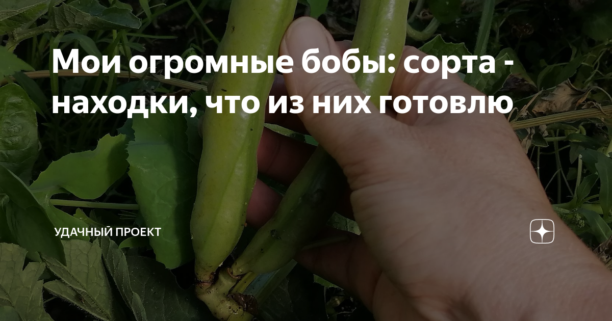 Мои огромные бобы: сорта - находки, что из них готовлю | уДачный проект ...