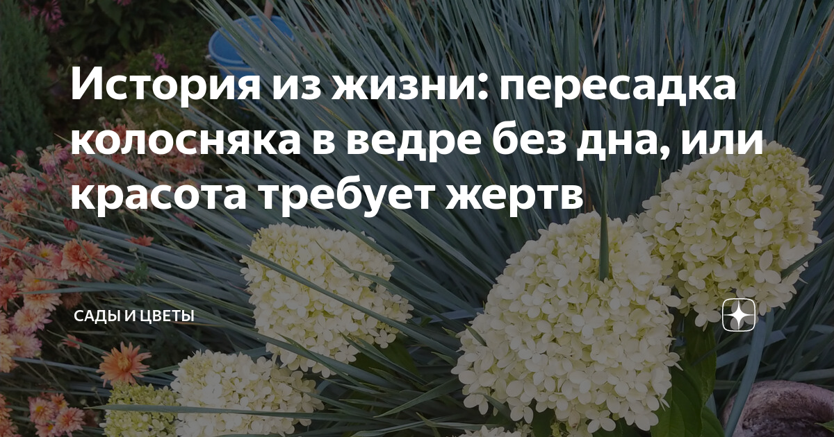 История из жизни: пересадка колосняка в ведре без дна, или красота ...