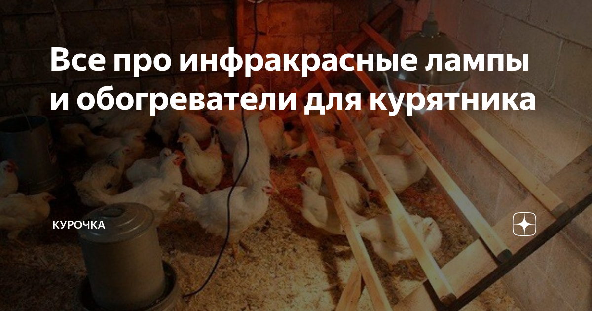 Все про инфракрасные лампы и обогреватели для курятника | Курочка | Дзен