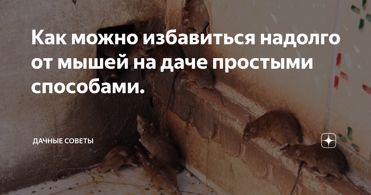 Как можно избавиться надолго от мышей на даче простыми способами ...