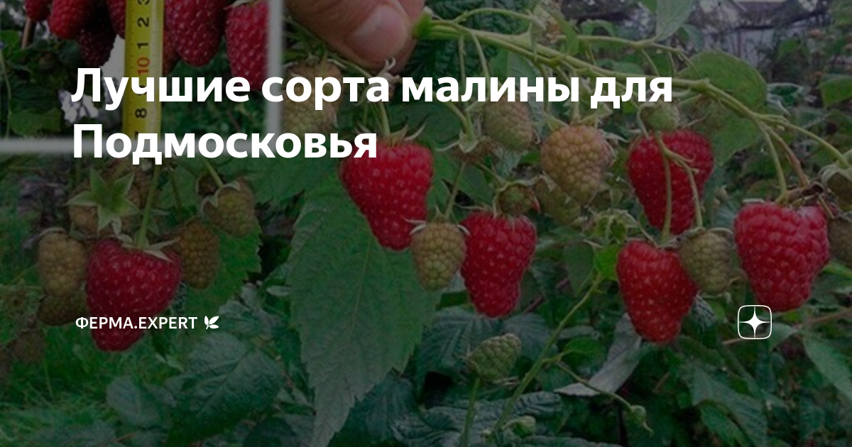 Лучшие сорта малины для Подмосковья | Ферма.expert 🌿 | Дзен