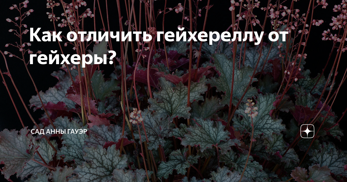 Как отличить гейхереллу от гейхеры? | Сад Анны Гауэр | Дзен