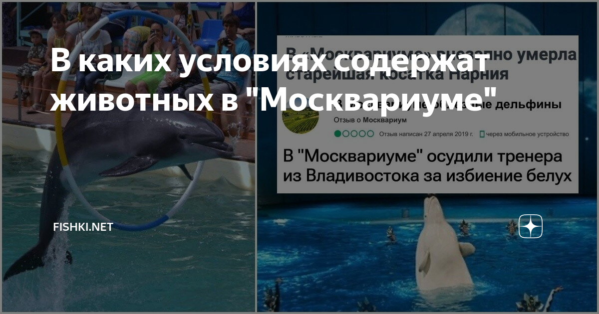 В каких условиях содержат животных в "Москвариуме" | Fishki.Net | Дзен