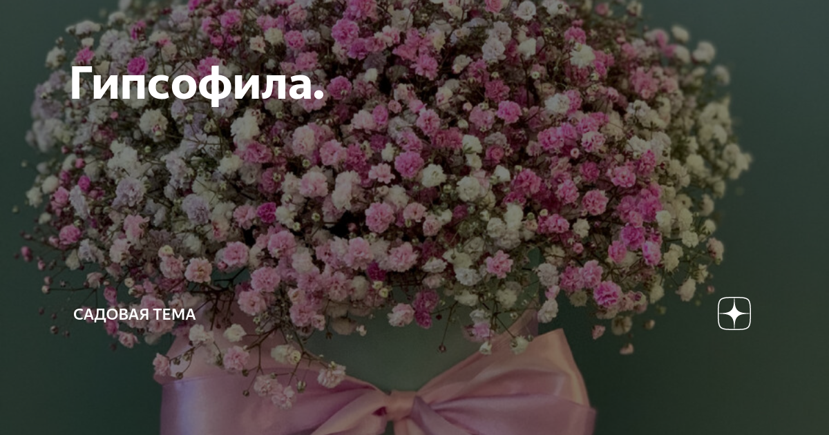 Гипсофила. | Садовая тема | Дзен