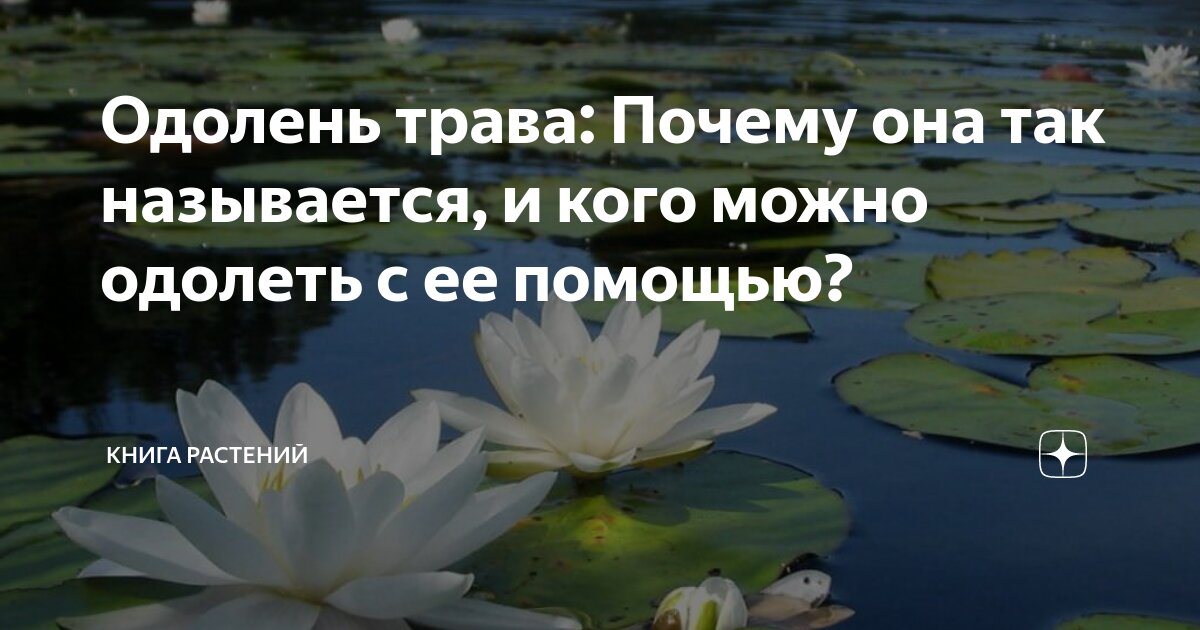Одолень трава: Почему она так называется, и кого можно одолеть с ее ...