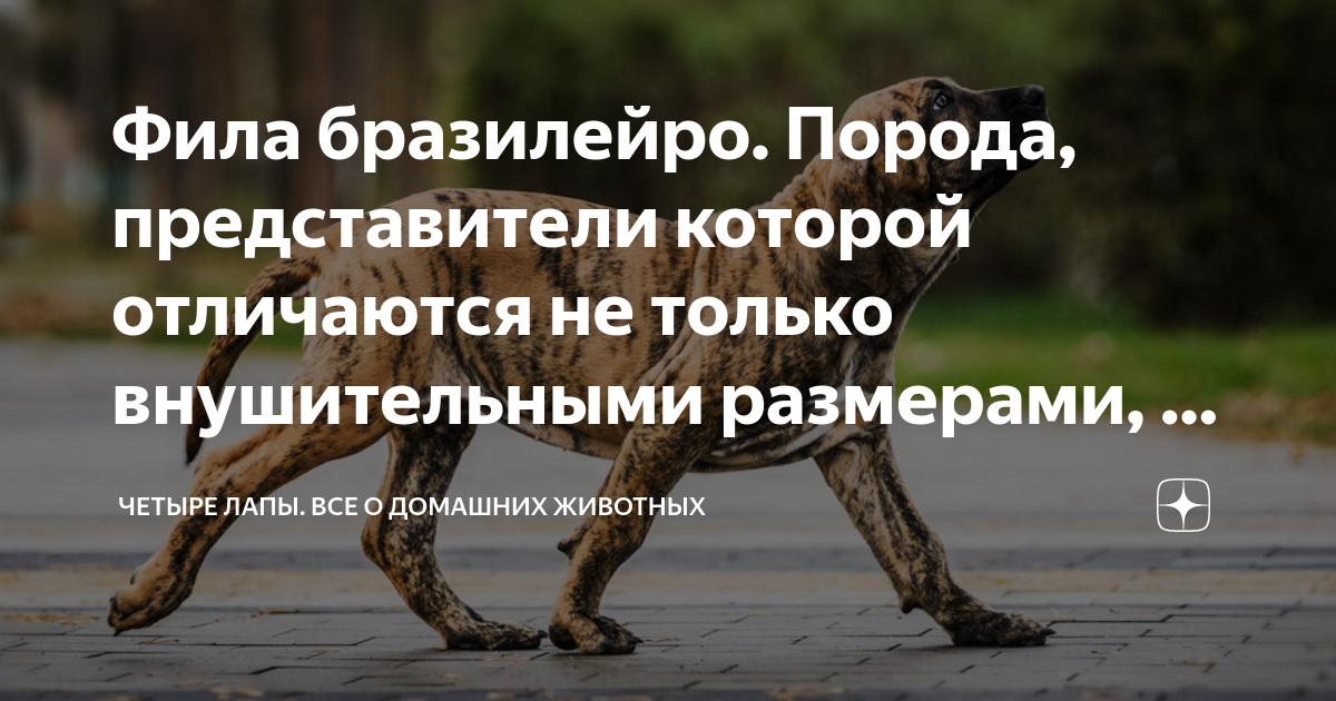 Фила бразилейро. Порода, представители которой отличаются не только ...