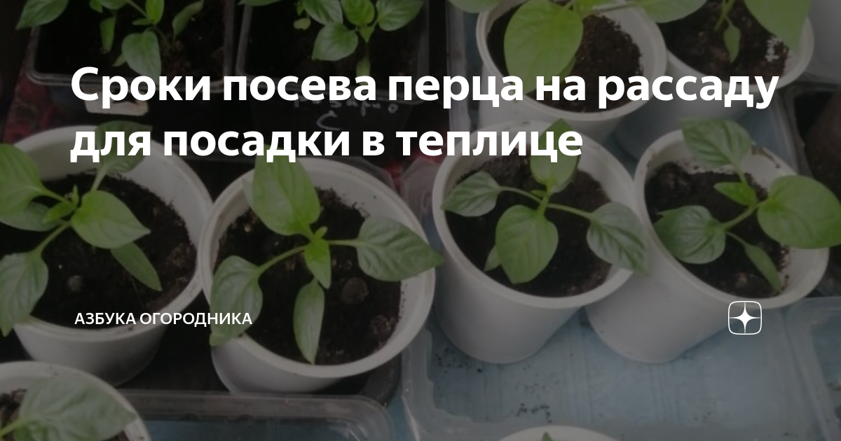 Сроки посева перца на рассаду для посадки в теплице | Азбука огородника ...