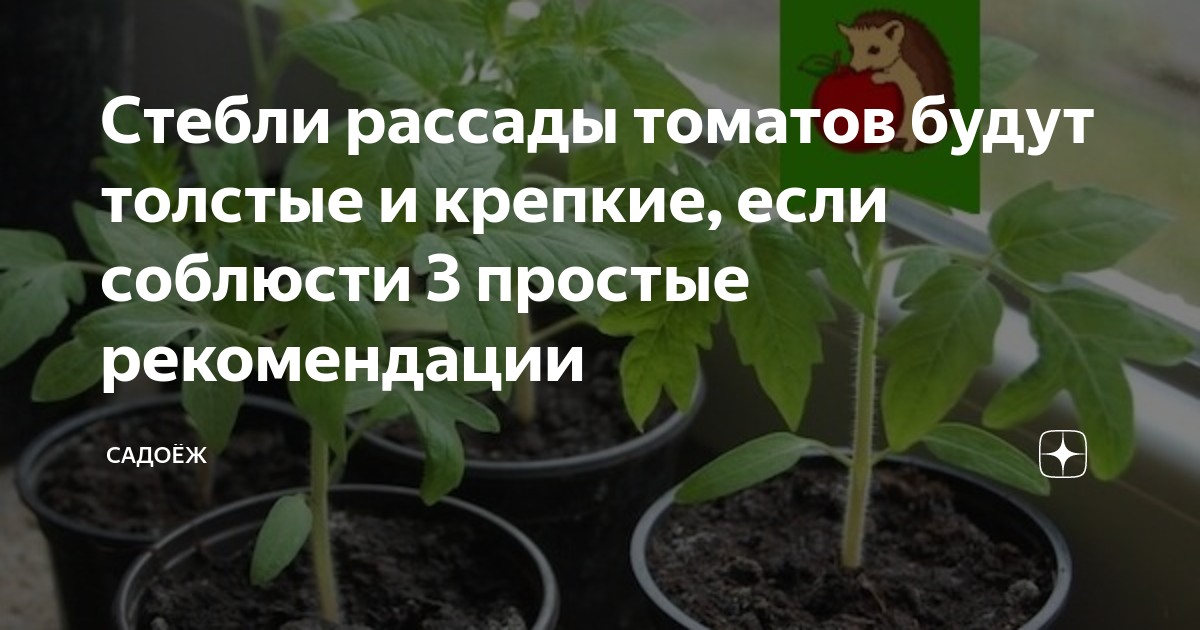 Стебли рассады томатов будут толстые и крепкие, если соблюсти 3 простые ...