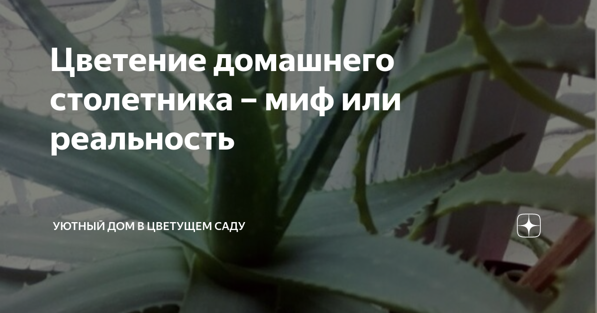Цветение домашнего столетника – миф или реальность | Эффективно и ...