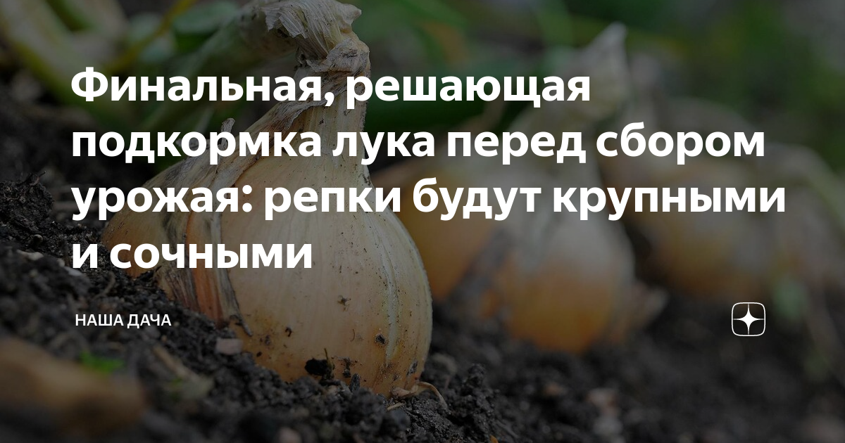 Финальная, решающая подкормка лука перед сбором урожая: репки будут ...