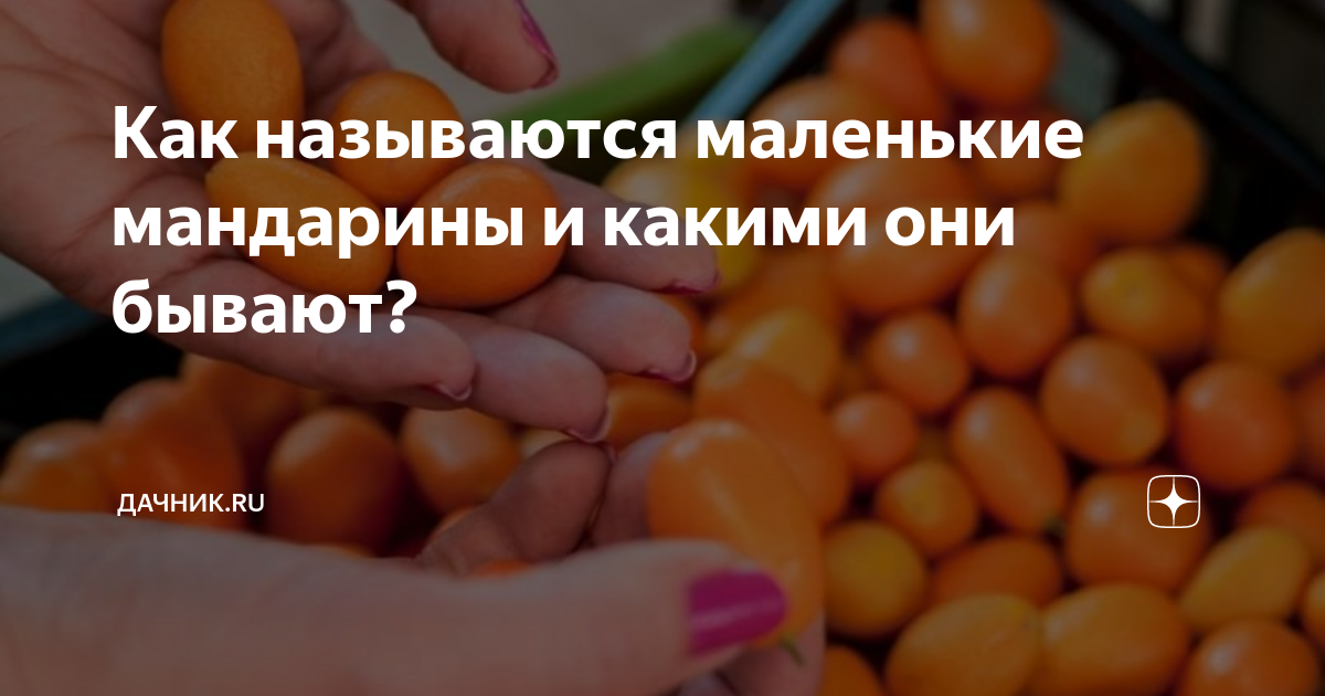 Как называются маленькие мандарины и какими они бывают? | Дачник.RU | Дзен