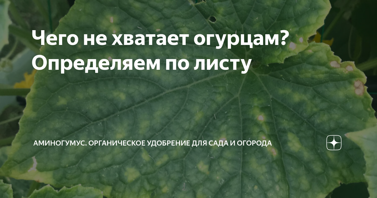 Чего не хватает огурцам? Определяем по листу | Аминогумус. Органическое ...