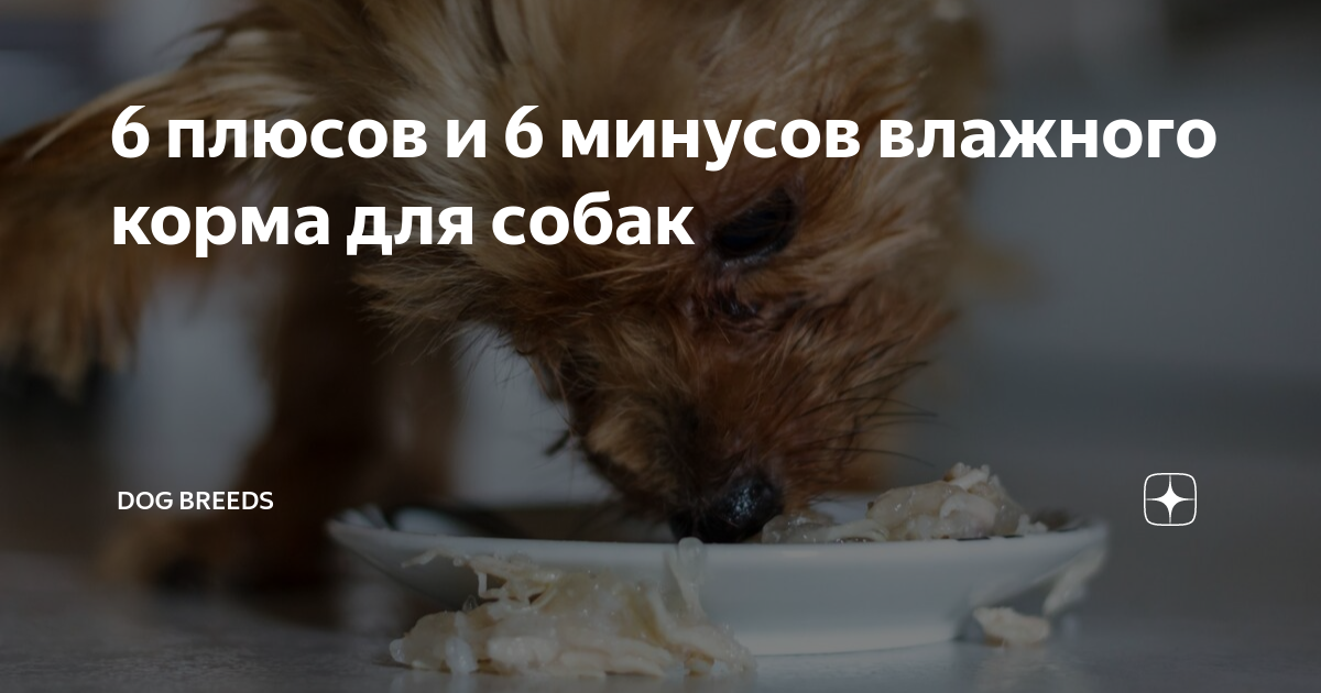 6 плюсов и 6 минусов влажного корма для собак | Dog Breeds | Дзен