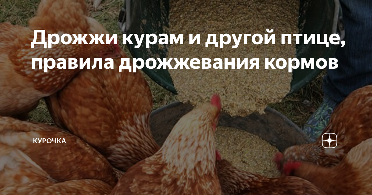 Дрожжи курам и другой птице, правила дрожжевания кормов | Курочка | Дзен