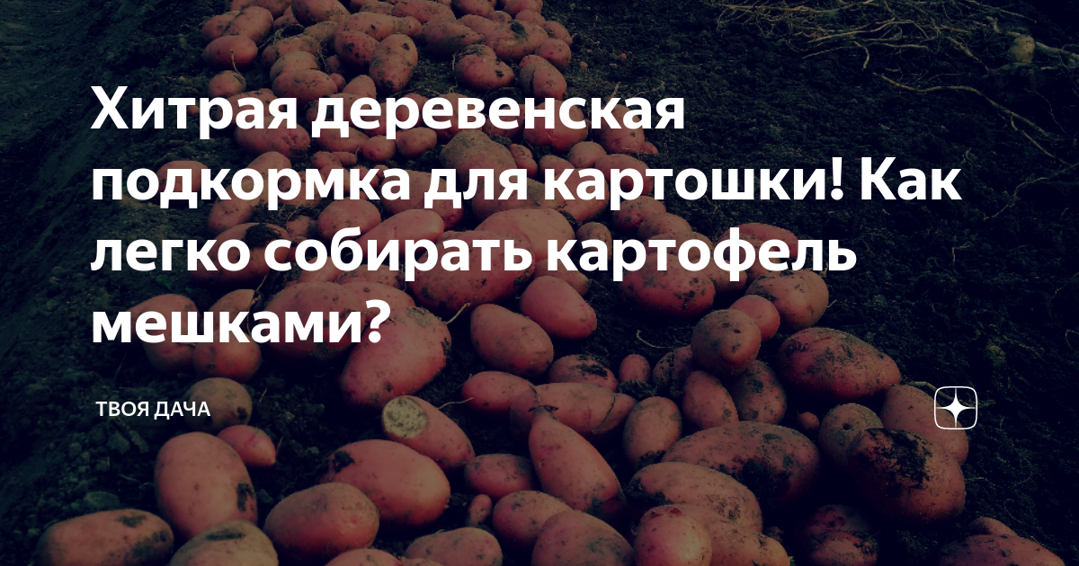 Хитрая деревенская подкормка для картошки! Как легко собирать картофель ...