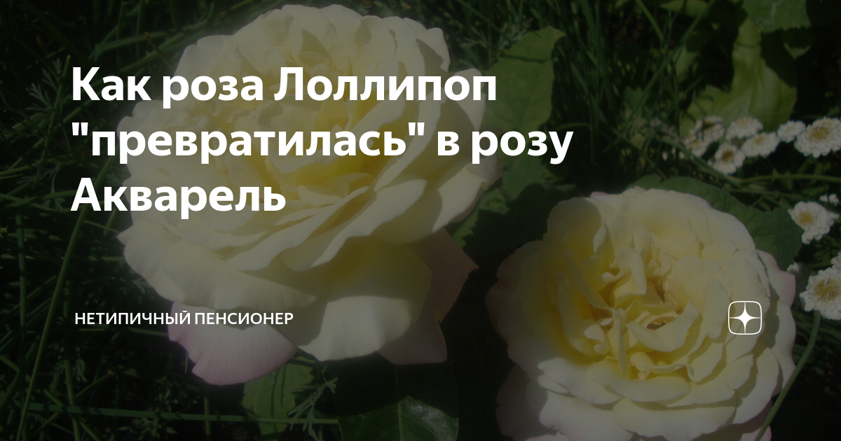 Как роза Лоллипоп "превратилась" в розу Акварель | нетипичный пенсионер ...