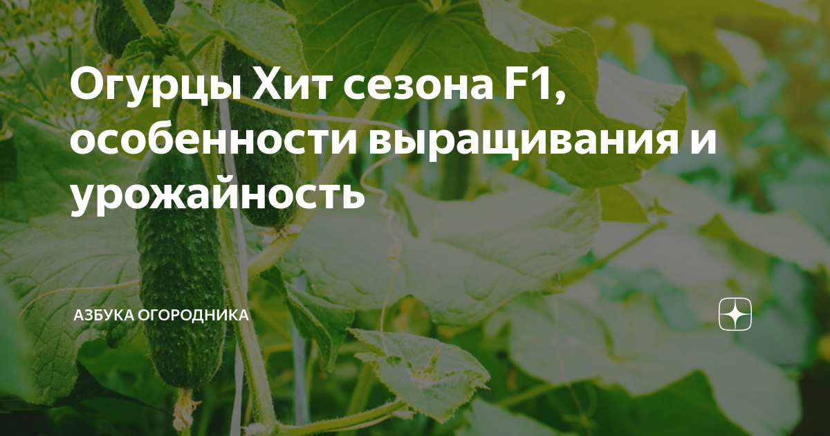 Огурцы Хит сезона F1, особенности выращивания и урожайность | Азбука ...