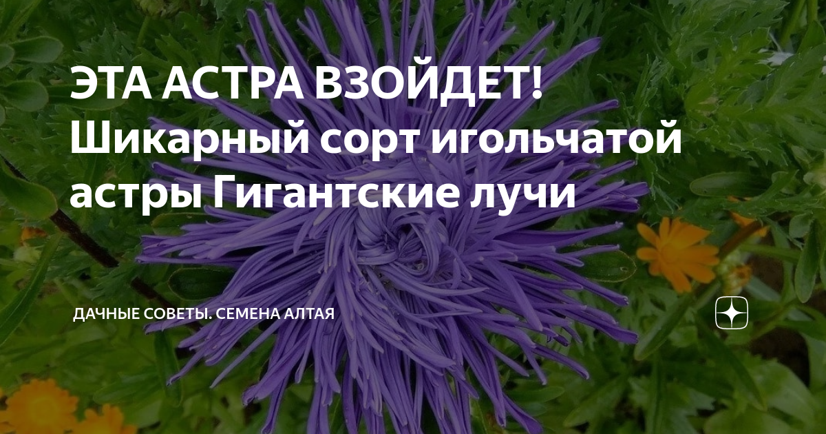 ЭТА АСТРА ВЗОЙДЕТ! Шикарный сорт игольчатой астры Гигантские лучи ...