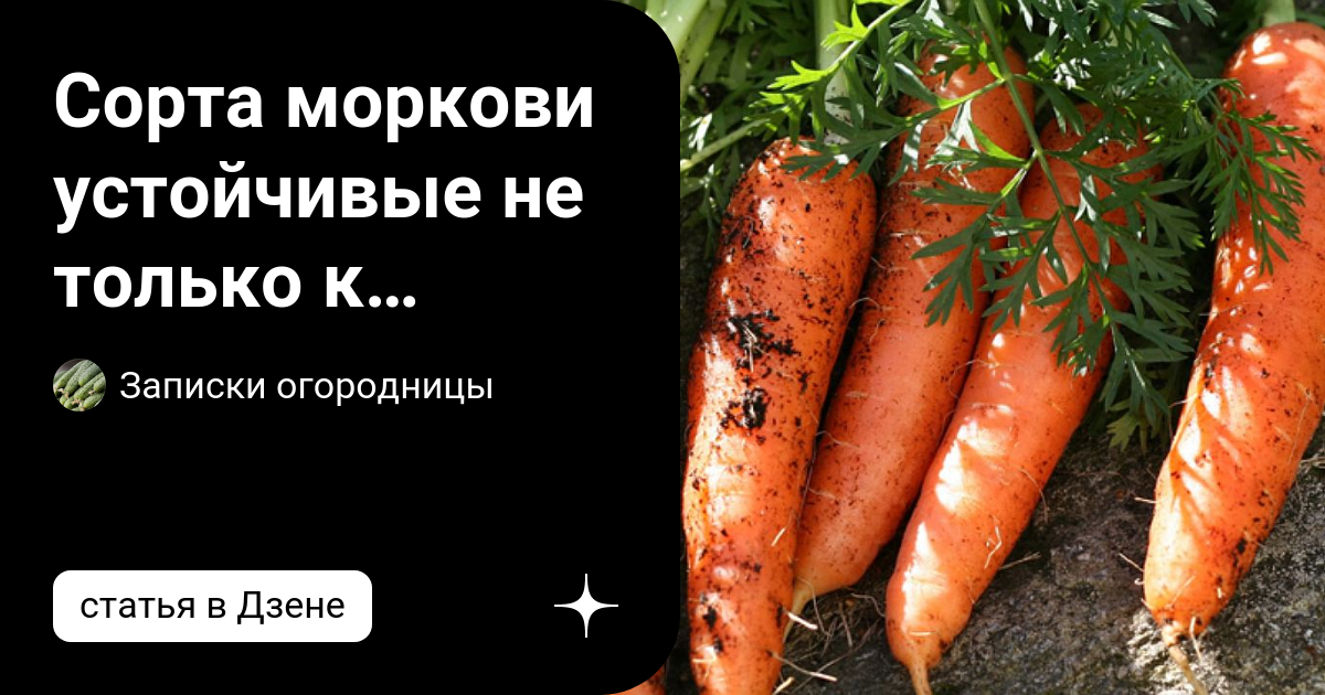 Сорта моркови устойчивые не только к морковной мухе, но и к корневым ...
