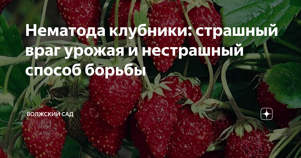Нематода клубники: страшный враг урожая и нестрашный способ борьбы ...