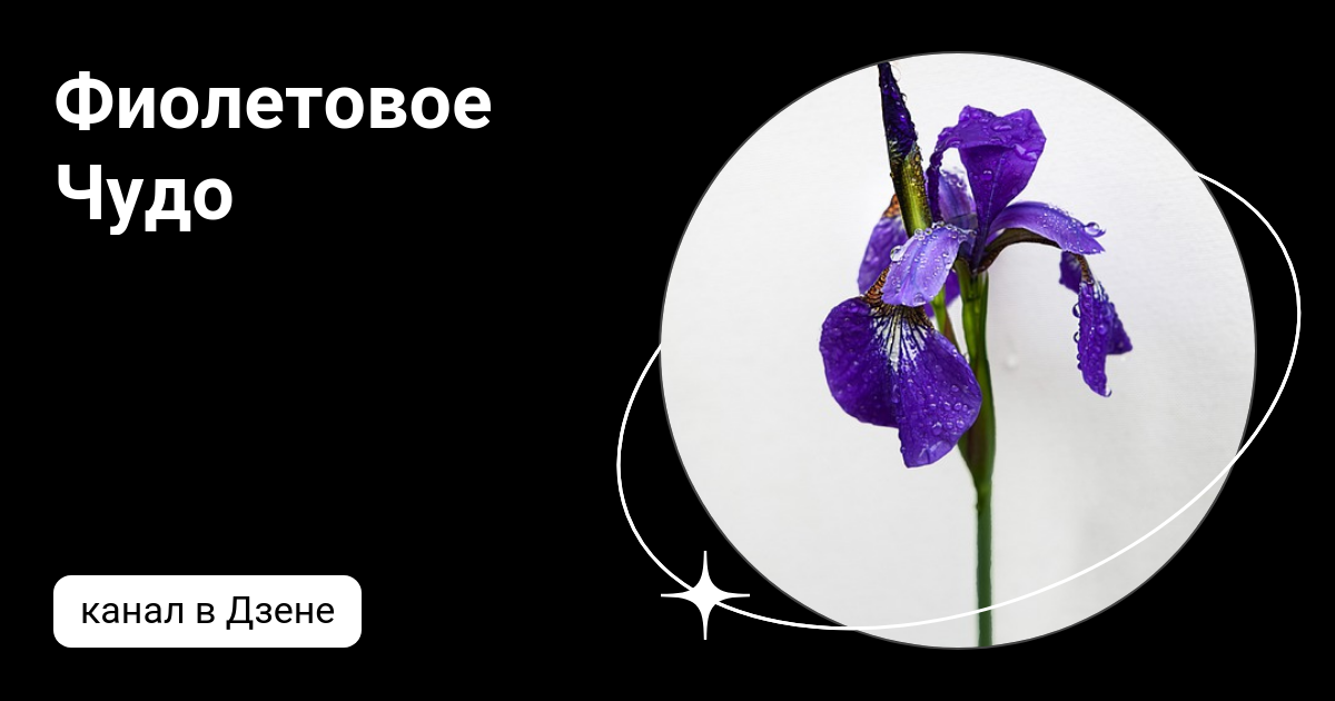 Фиолетовое Чудо | Дзен