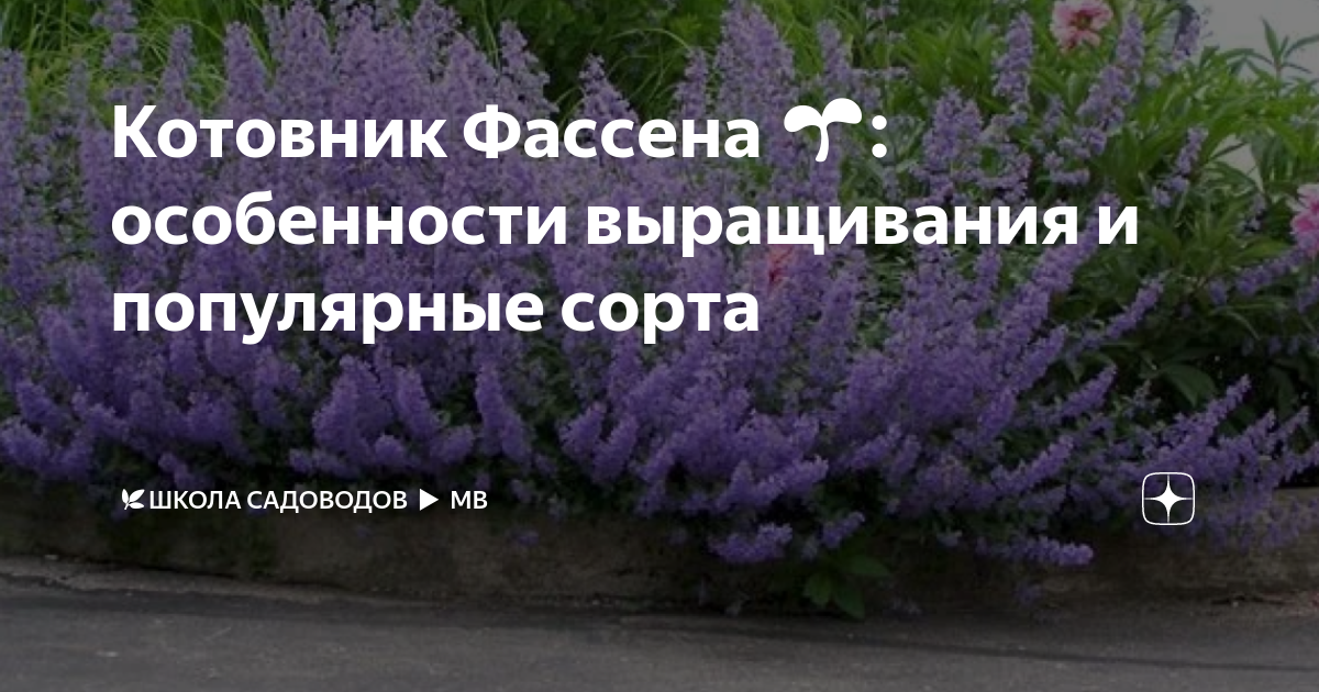 Котовник Фассена 🌱: особенности выращивания и популярные сорта | 🌿Школа ...
