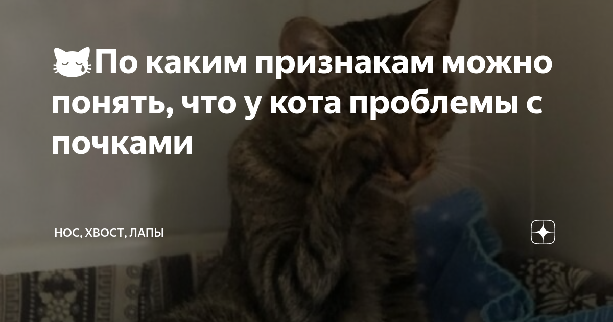 😿По каким признакам можно понять что у кота проблемы с почками Нос хвост лапы Дзен