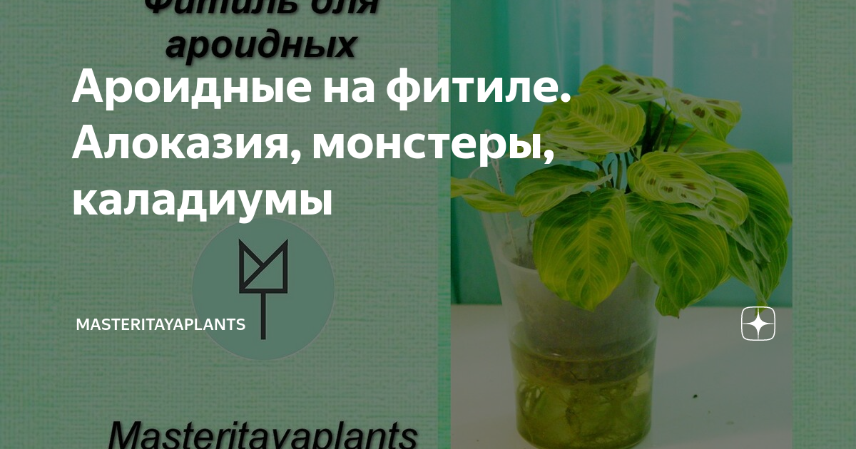 Ароидные на фитиле. Алоказия, монстеры, каладиумы | Masteritayaplants ...