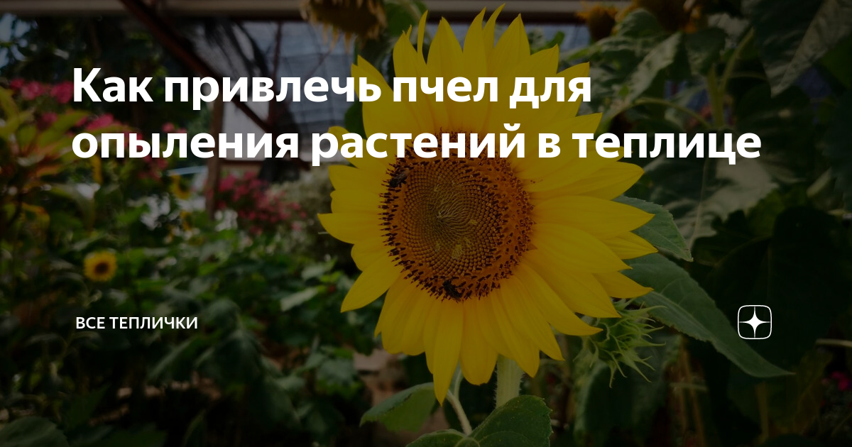 Как привлечь пчел для опыления растений в теплице | Все Теплички | Дзен