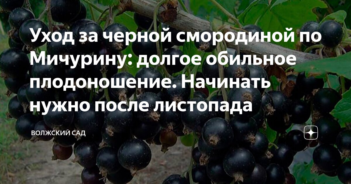 Уход за черной смородиной по Мичурину: долгое обильное плодоношение ...