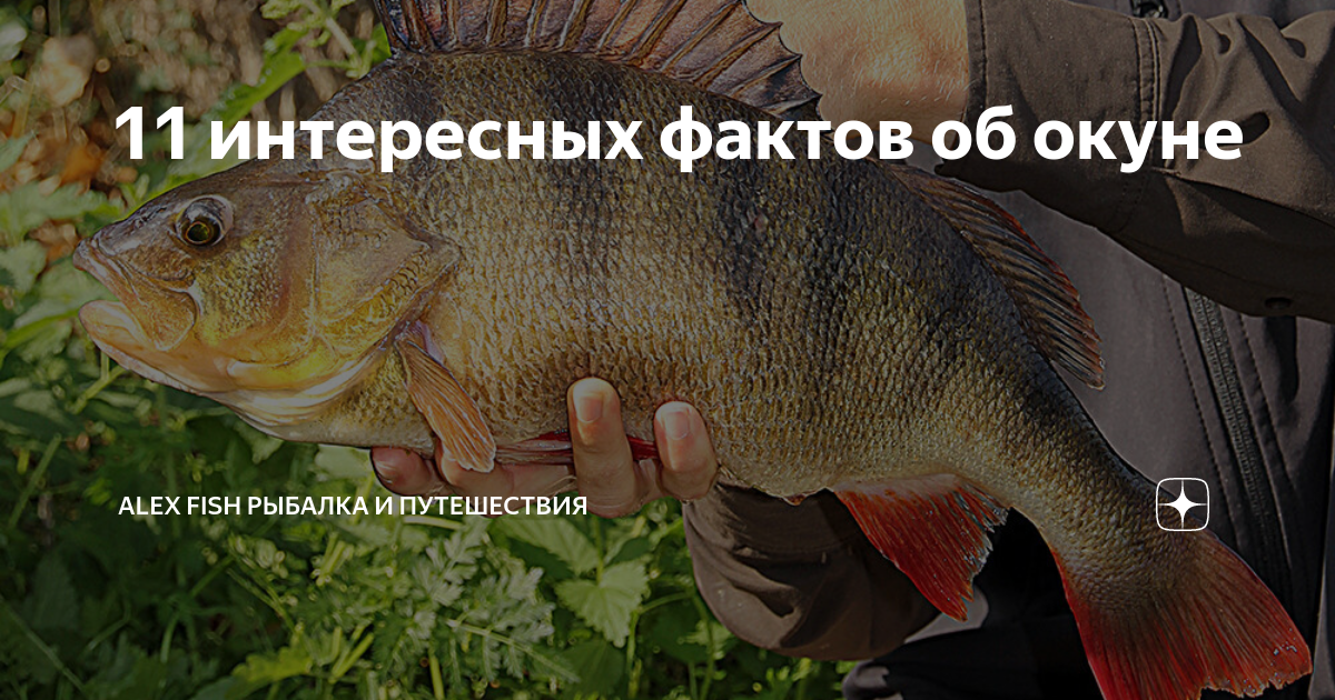 11 интересных фактов об окуне | Alex Fish | Дзен