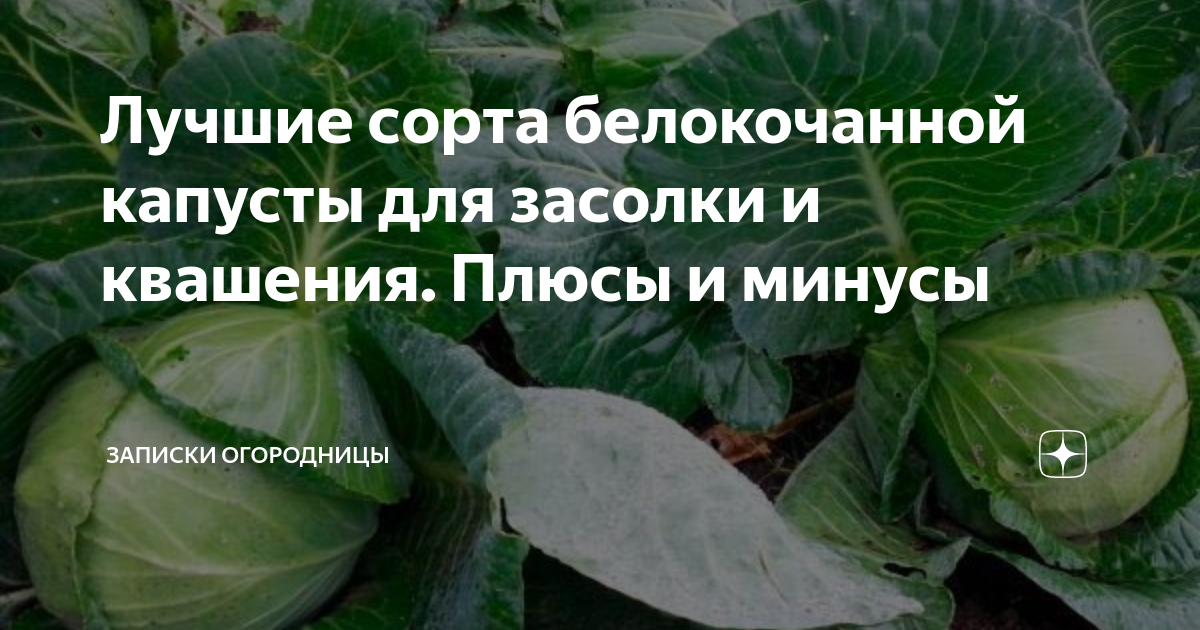 Лучшие сорта белокочанной капусты для засолки и квашения. Плюсы и ...