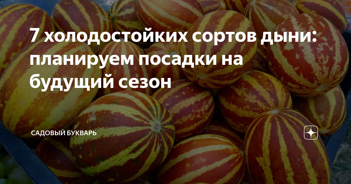 7 холодостойких сортов дыни: планируем посадки на будущий сезон ...