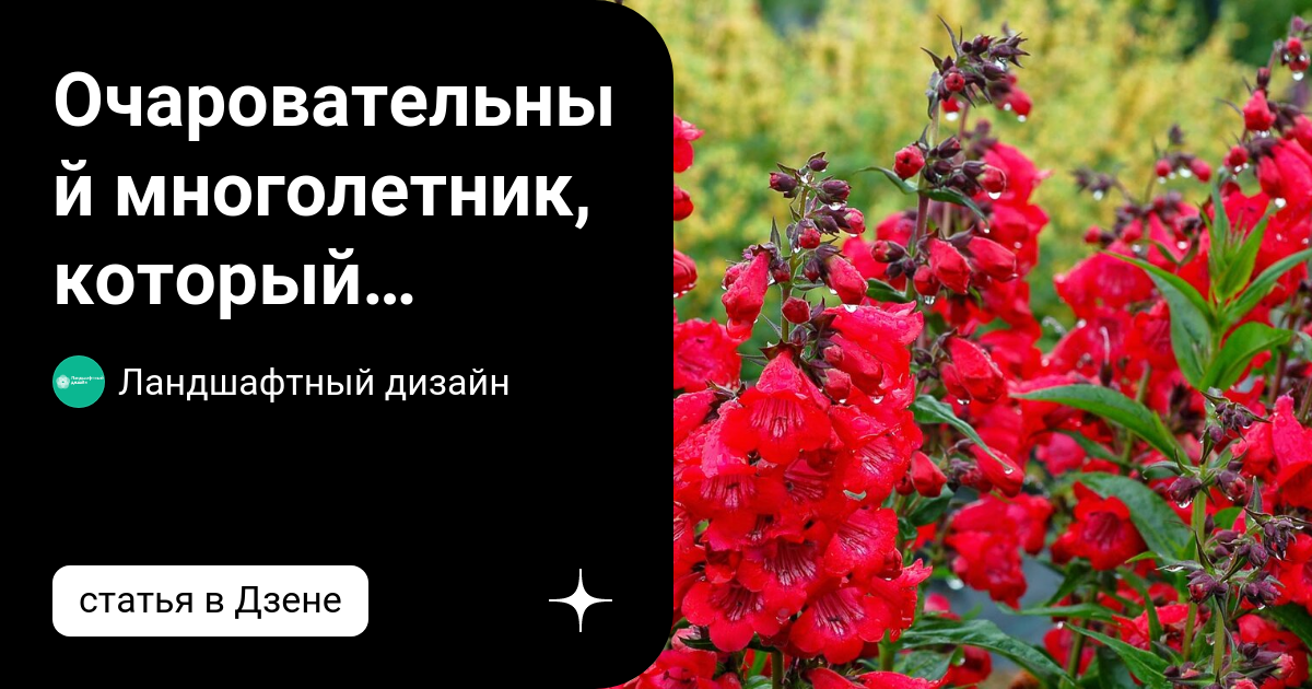 Очаровательный многолетник, который становится популярным | Ландшафтный ...