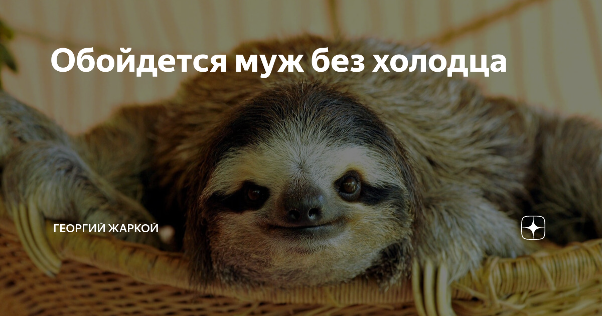 Обойдется муж без холодца | Георгий Жаркой | Дзен