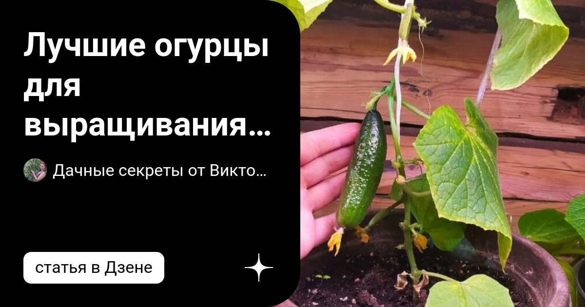Лучшие огурцы для выращивания дома зимой. Подходящие гибриды | Виктория ...