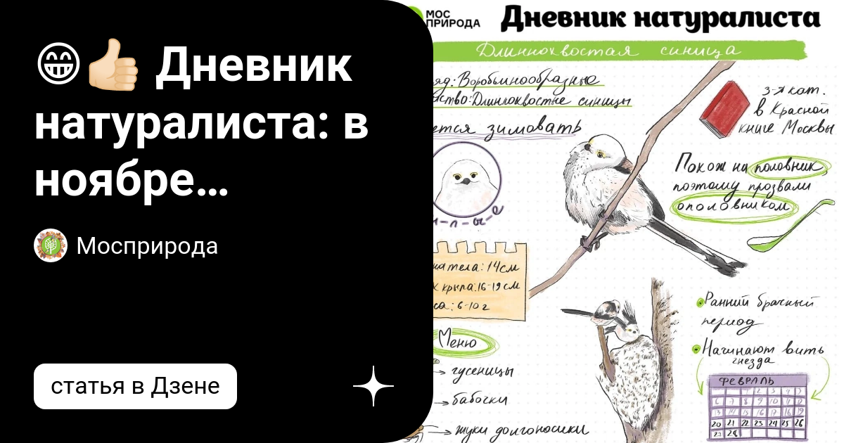 😁👍🏻 Дневник натуралиста: в ноябре москвичи изучат синиц, обитающих на ...